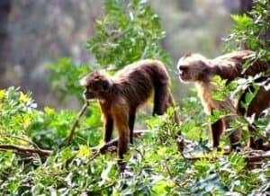 Brown Monkeys | Types of Brown Monkeys | BioExplorer.net