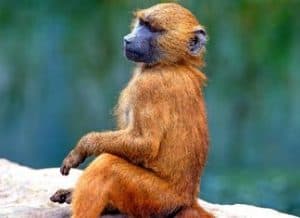 Brown Monkeys | Types of Brown Monkeys | BioExplorer.net