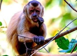 Brown Monkeys | Types of Brown Monkeys | BioExplorer.net