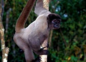 Brown Monkeys | Types of Brown Monkeys | BioExplorer.net