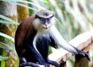 Brown Monkeys | Types of Brown Monkeys | BioExplorer.net