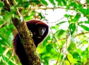 Brown Monkeys | Types of Brown Monkeys | BioExplorer.net