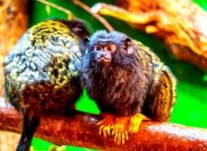Brown Monkeys | Types of Brown Monkeys | BioExplorer.net