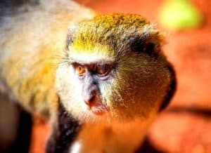 Brown Monkeys | Types of Brown Monkeys | BioExplorer.net