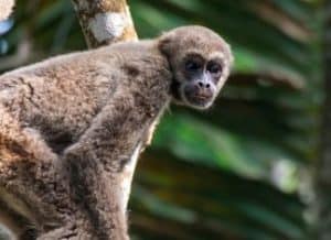 Brown Monkeys | Types of Brown Monkeys | BioExplorer.net