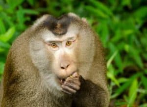 Brown Monkeys | Types of Brown Monkeys | BioExplorer.net