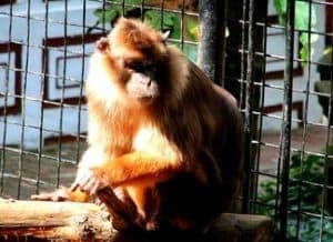 Brown Monkeys | Types of Brown Monkeys | BioExplorer.net