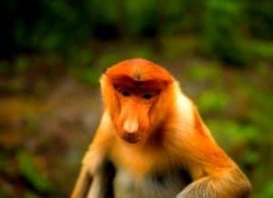 Brown Monkeys | Types of Brown Monkeys | BioExplorer.net