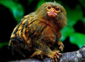 Brown Monkeys | Types of Brown Monkeys | BioExplorer.net