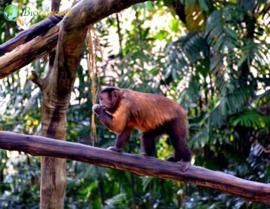 Brown Weeper Capuchin Characteristics | Cebus Brunneus Facts | BioExplorer