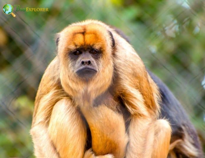 Brown Howler Characteristics | Alouatta Guariba Diet & Facts | BioExplorer