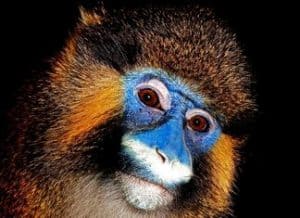 Brown Monkeys | Types of Brown Monkeys | BioExplorer.net