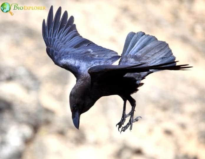 43 Types of Crows | All Corvus Species | Corvidae Family Birds