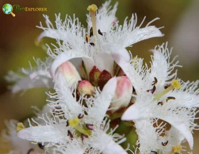 Buckbean Flower | Menyanthes trifoliate | Marsh trefoil | bogbean