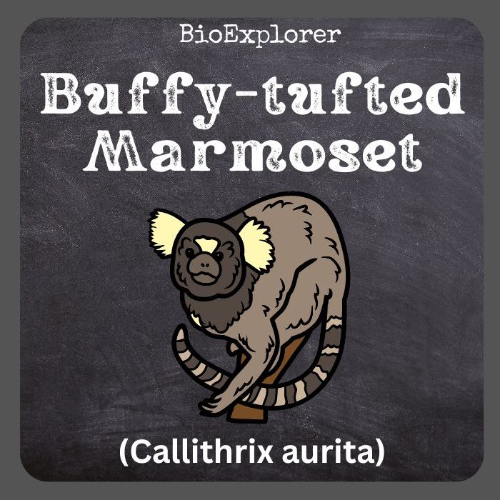 Buffy-Tufted Marmoset Characteristics | Callithrix Aurita Diet & Facts