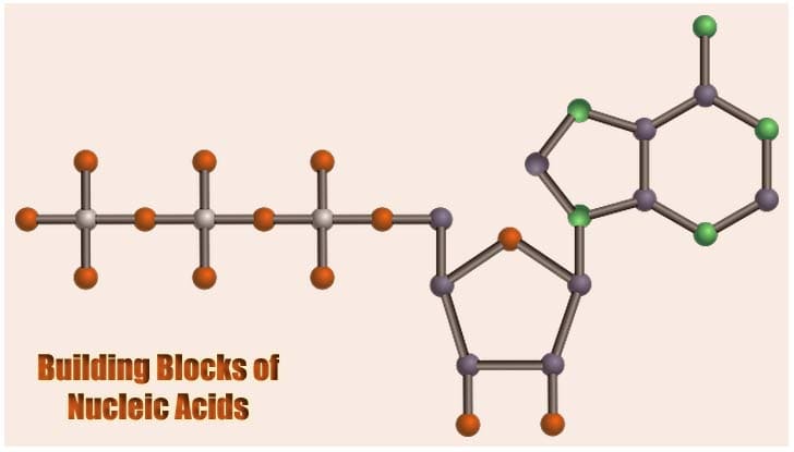 Building Blocks of Nucleic Acids | Structures & Functions