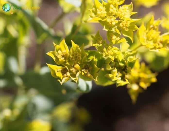 Bupleurum Flower | Thorow Wax | BioExplorer.net
