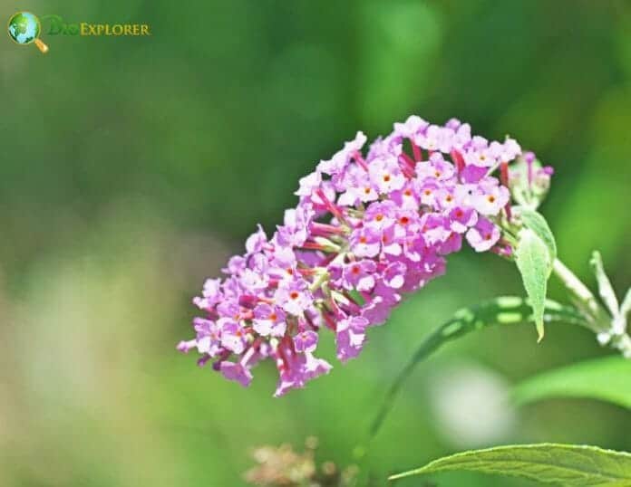 Buddleia Flower | Buddleia davidii | Butterfly Bush | BioExplorer.net