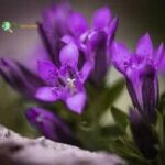 Order Lamiales Characteristics | Acanthus & Mint Flowers | BioExplorer