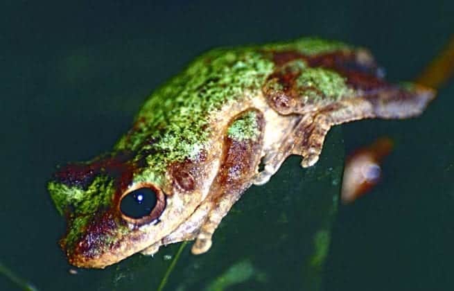 Top 7 Tropical Rainforest Animal Adaptations | Biology Explorer