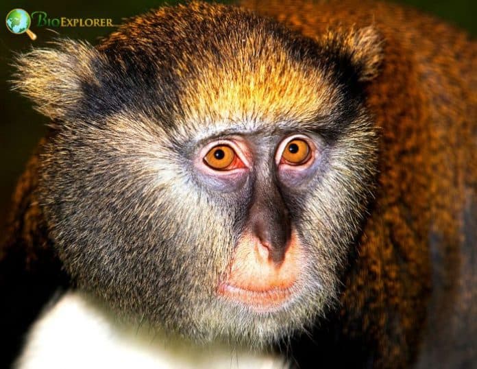 Campbell's Mona Monkey Characteristics | Cercopithecus Campbelli Diet ...