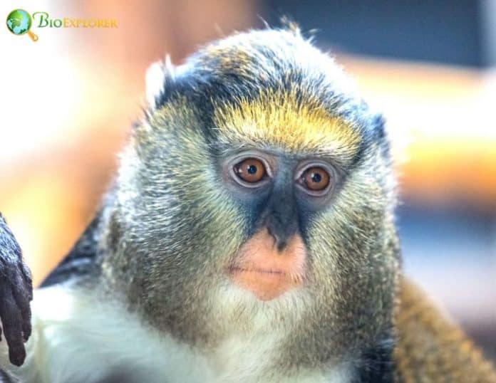 Yellow Monkeys | Yellow Colored Monkey Species | BioExplorer