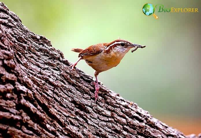 What Do Wrens Eat? | Wrens Diet By Types | Biology Explorer