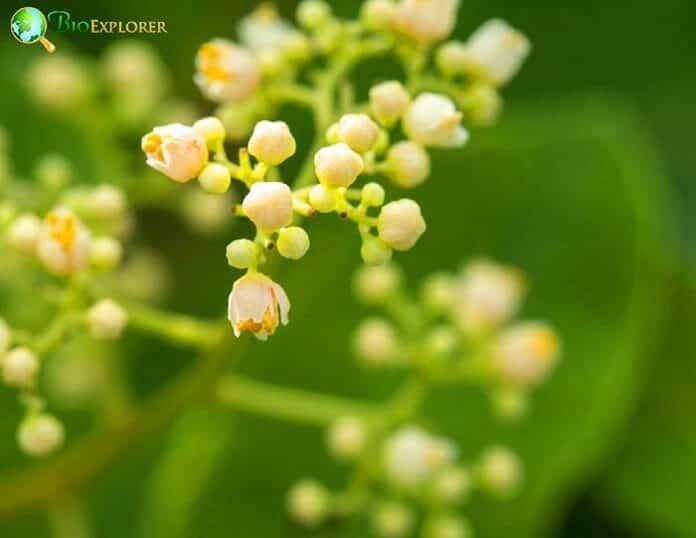 Order Canellales Characteristics | Distribution | Winteraceae | Canellaceae