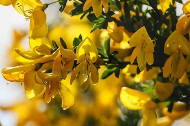 Genista spp. Flower | Cape broom | Montpellier broom | BioExplorer