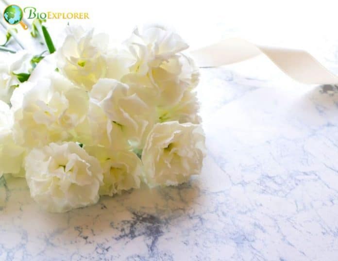 January Birth Flowers | Carnation & Snowdrop | BioExplorer.net