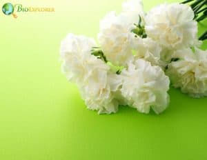 January Birth Flowers | Carnation & Snowdrop | BioExplorer.net