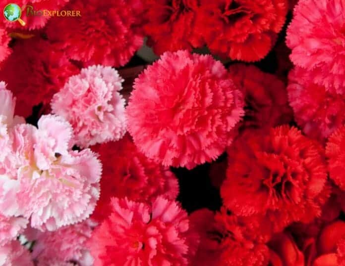 Carnation Flower | Dianthus caryophyllus | January Birthday Flower