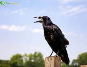 43 Types of Crows | All Corvus Species | Corvidae Family Birds