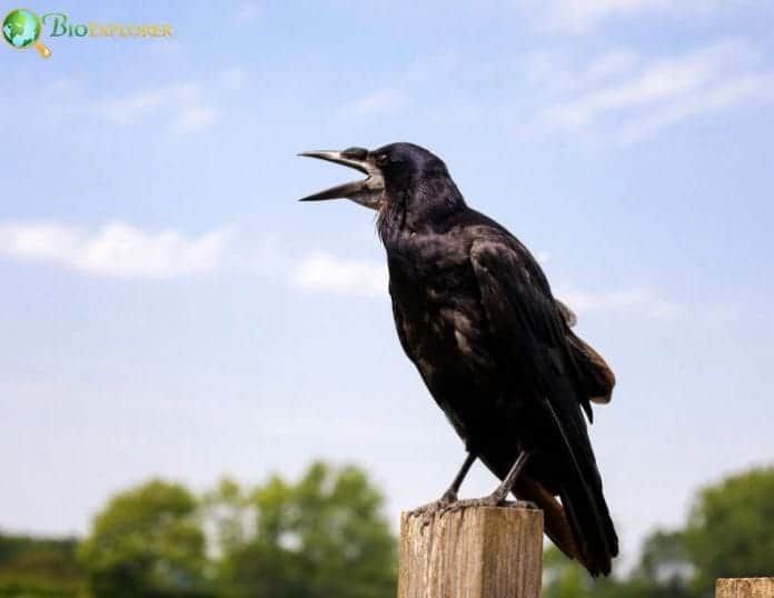 43 Types of Crows | All Corvus Species | Corvidae Family Birds
