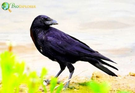 Types of Birds | 40 Different Kinds of Birds | Orders of Bird Species