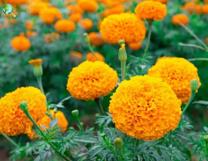 Order Caryophyllales Characteristics | Pink and Carnation Flowers