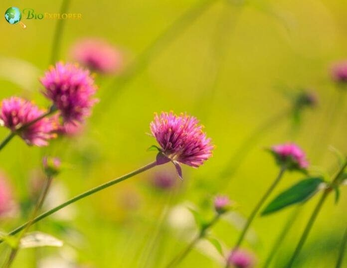 Order Caryophyllales Characteristics | Pink and Carnation Flowers