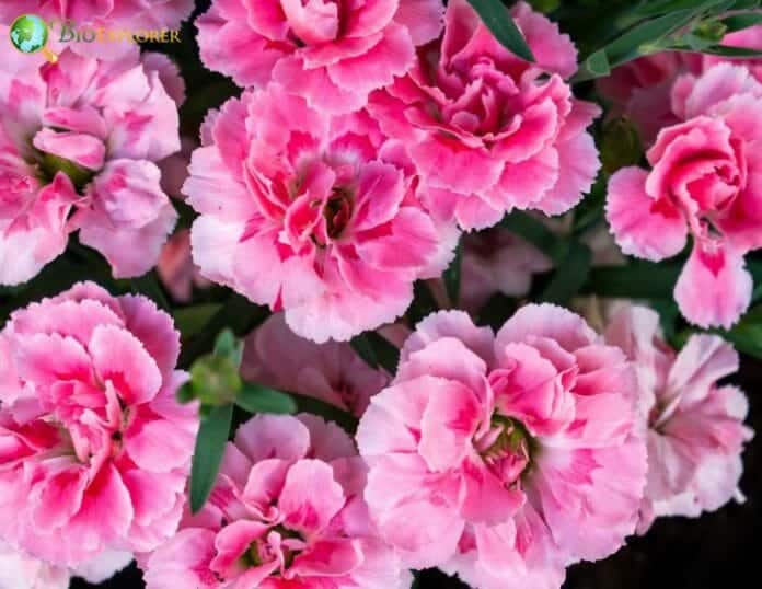 Order Caryophyllales Characteristics | Pink and Carnation Flowers