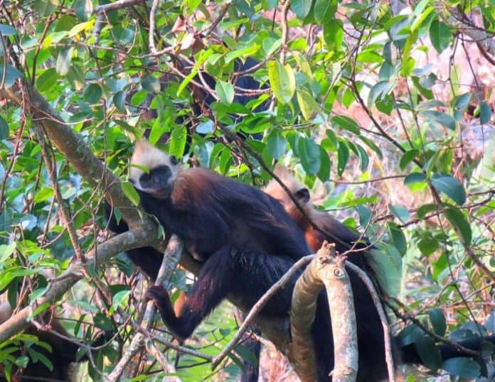 Cat Ba Langur Characteristics | Trachypithecus Poliocephalus Facts