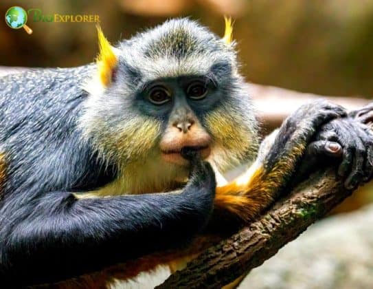 Wolf's Mona Monkey Characteristics | Cercopithecus Wolfi Facts