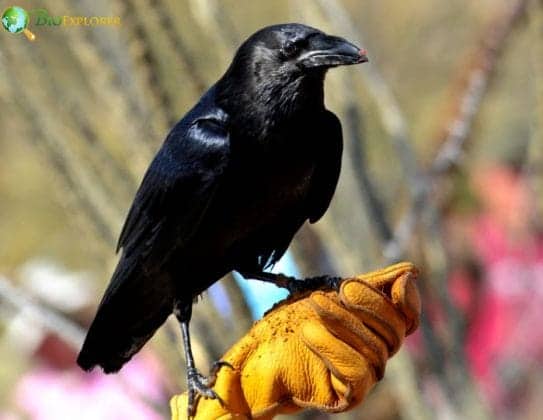 43 Types of Crows | All Corvus Species | Corvidae Family Birds