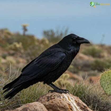 Chihuahuan Raven | Corvus cryptoleucus | Black Bird | BioExplorer