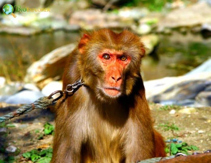 Tibetan Macaque Characteristics | Macaca Thibetana Facts