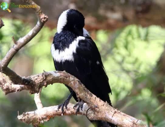 43 Types of Crows | All Corvus Species | Corvidae Family Birds