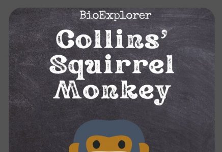 Types of Monkeys | 334 Old-World & New-World Monkey Types