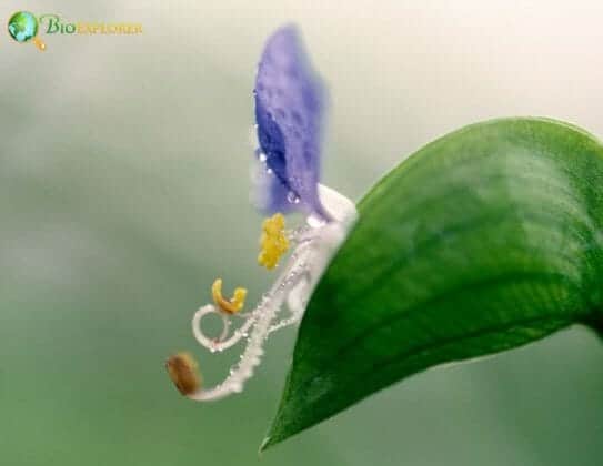 Order Commelinales Characteristics | Spiderworts, Bloodworts, Blumes