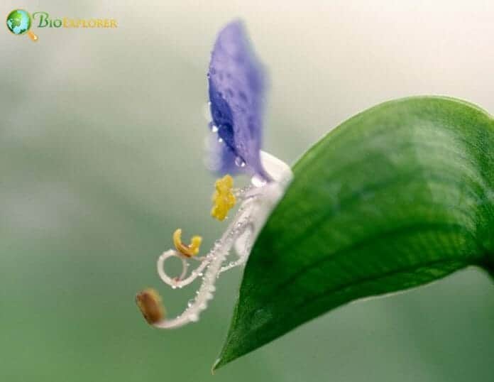 Order Commelinales Characteristics | Spiderworts, Bloodworts, Blumes