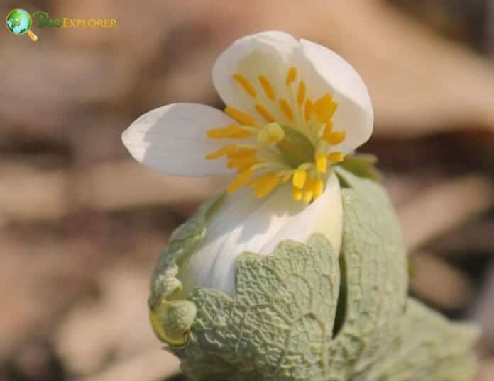 Order Commelinales Characteristics | Spiderworts, Bloodworts, Blumes