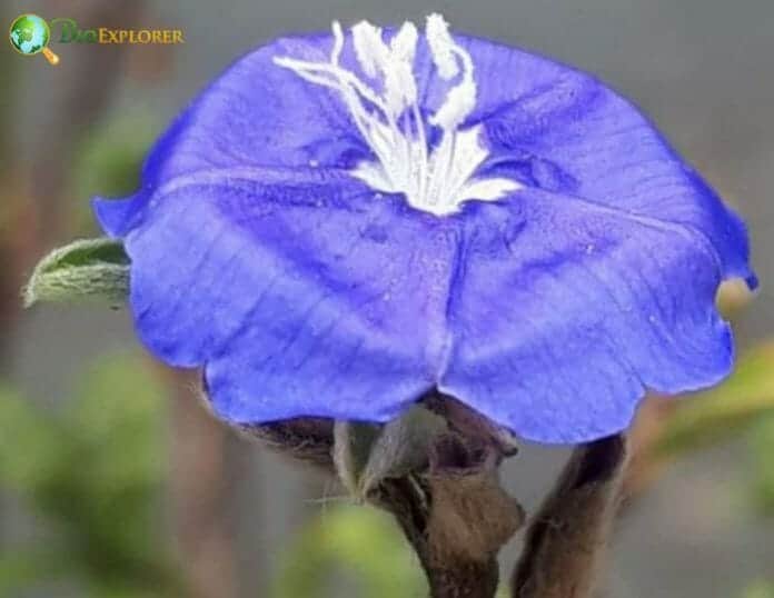 Order Commelinales Characteristics | Spiderworts, Bloodworts, Blumes
