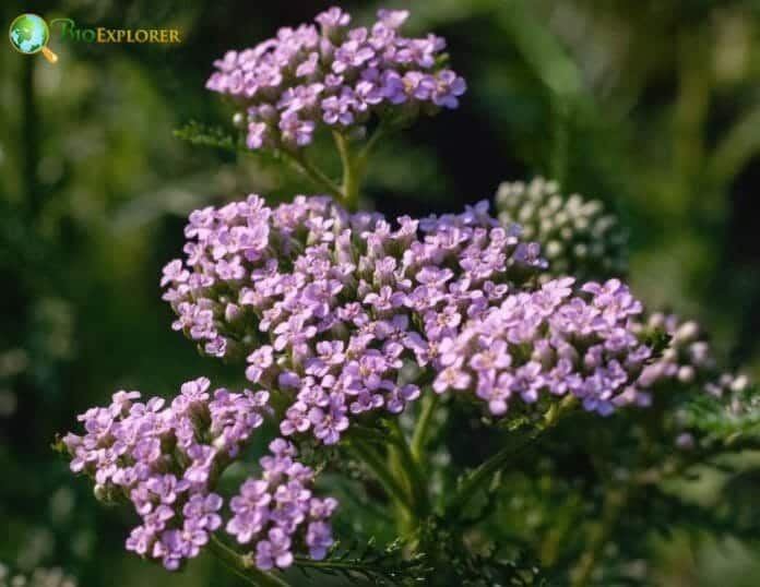 Order Commelinales Characteristics | Spiderworts, Bloodworts, Blumes